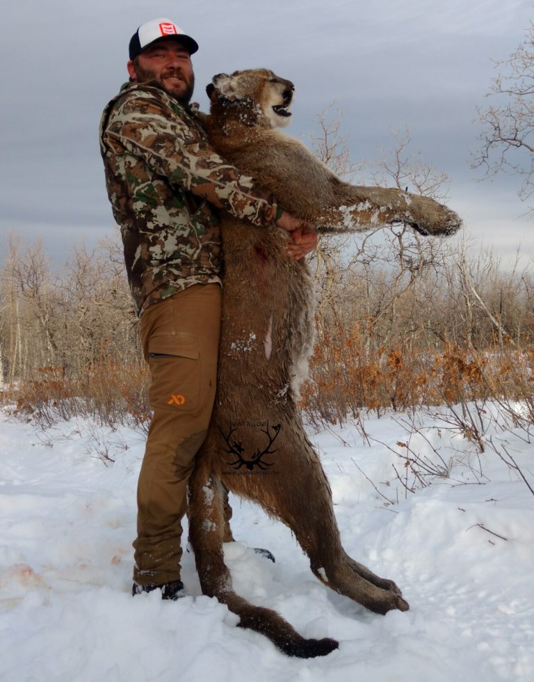 Mountain Lion Hunting Utah | Guided Mountain Lion Hunt - Utah Big Game ...
