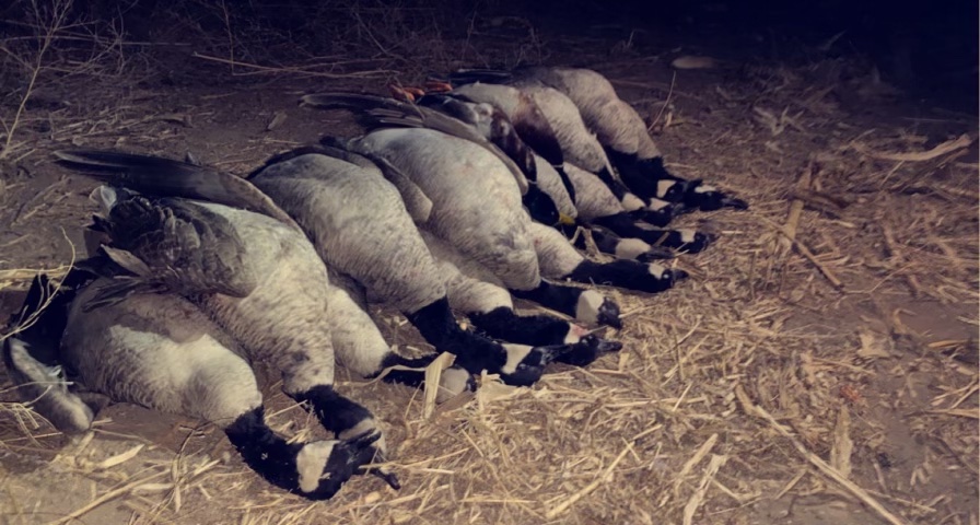 Waterfowl - Utah Big Game Outfitters