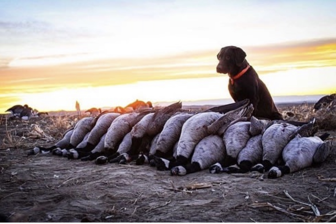 Waterfowl - Utah Big Game Outfitters