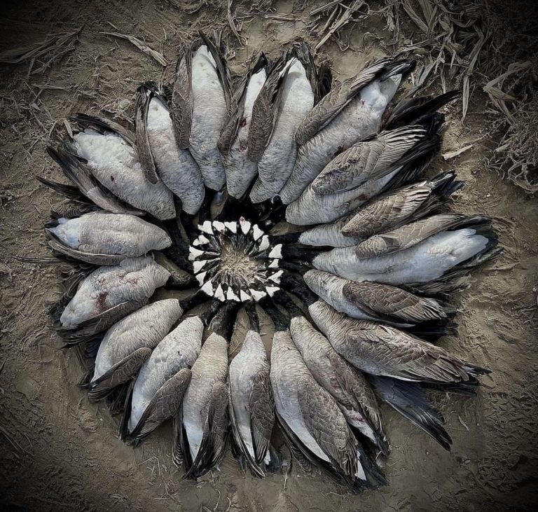 Waterfowl - Utah Big Game Outfitters