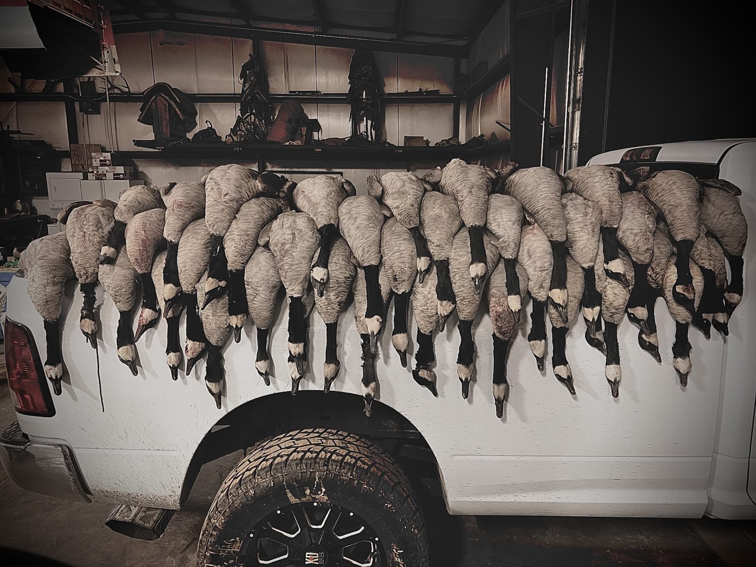 Waterfowl - Utah Big Game Outfitters